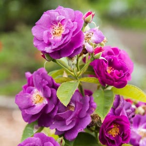 32 Seeds the Eyeconic Plum Lemonade Rose Seeds Perennial Authentic ...