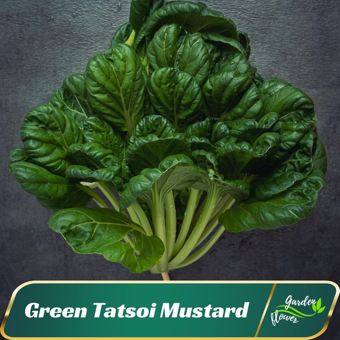 Tatsoi Mustard Green Seeds - Perennial - Authentic - Edible - Organic ...