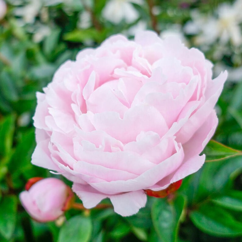 10 Rare Seeds nick Shaylor Peony Seeds B024 - Etsy