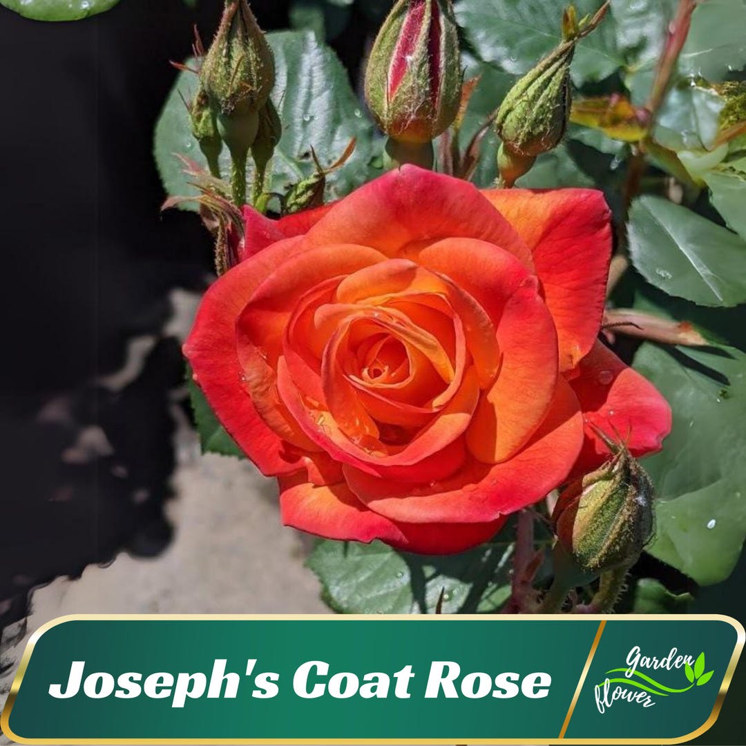 25+ Rare Seeds| Pink Orange Yellow Climbing Joseph's Coat Flower Rose ...