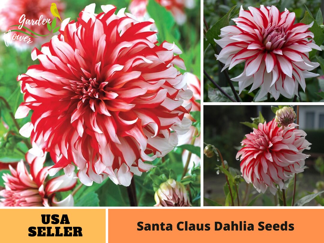 Red White Santa Claus Dahlia Perennial Flower Seeds authentic Seeds ...