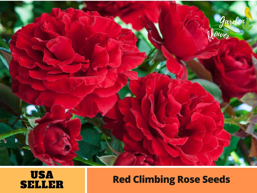 25 Rare Seed Red Climbing Rose Seeds-perennial authentic - Etsy