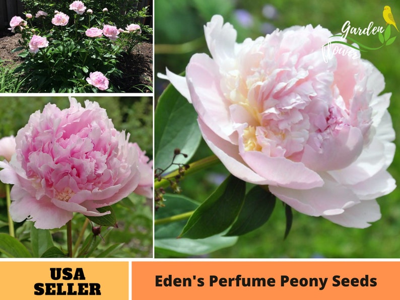 10 Rare Seeds Eden's Perfume Peony Seeds B044 seeds - Etsy