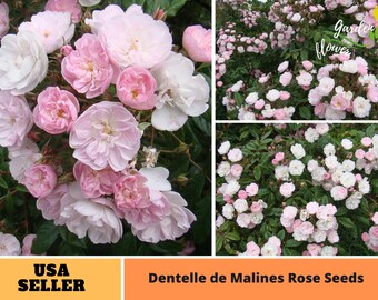 Dancing Rose Seeds perennial authentic Seeds-flowers organic. Non Gmo ...