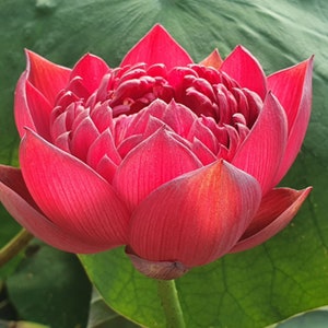 5+ Rare Seeds| Black Red Lotus (mo Hong Lotus) Seeds - Indian Lotus ...