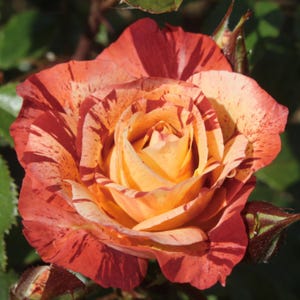 25+ Rare Seeds| Tropical Lightning Climbing Rose Seeds- Perennial ...