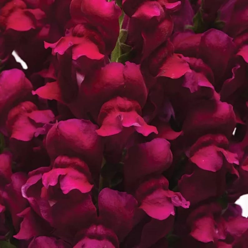 Potomac Royal Snapdragon Seeds – Tall Deep Purple Blooms – Friendly ...