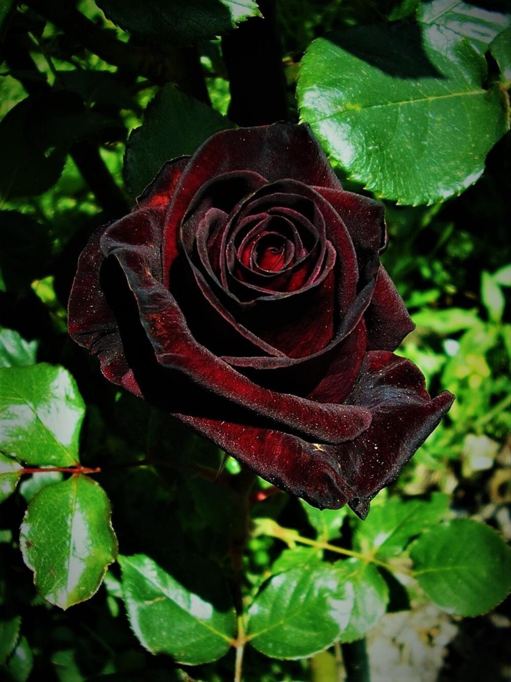 25 Rare Seeds Black Baccara Hybrid Rose Seeds perennial - Etsy