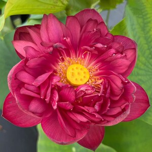 5 Heart Blood Lotus Seeds Indian Lotus nelumbo Nucifera Perennial ...