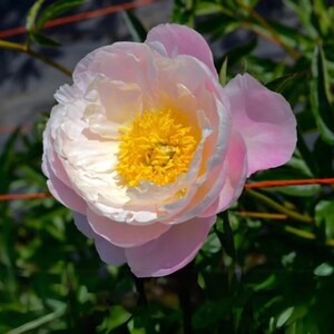 10+ Rare Seeds| Moon River Peony Seeds - Perennial - Authentic Seeds ...