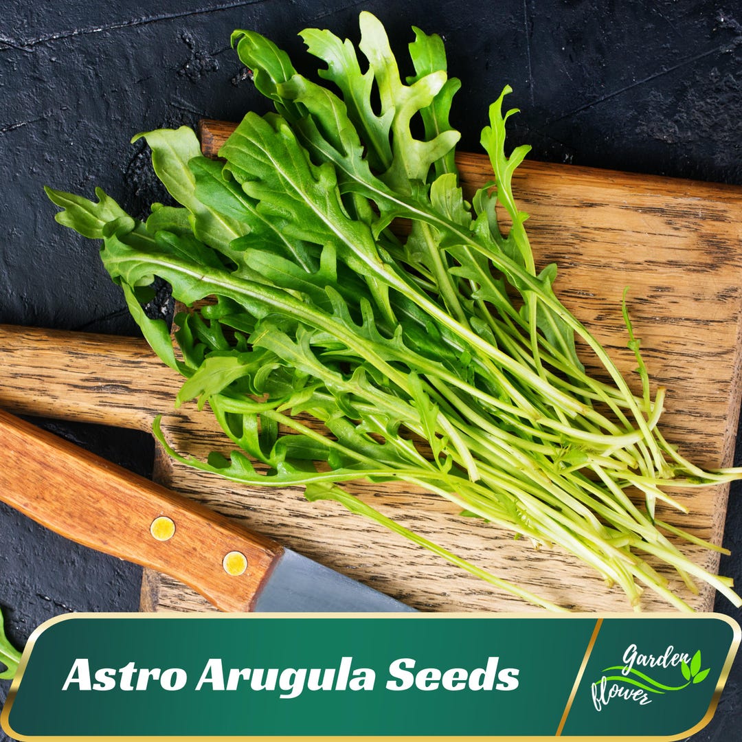 Arugula Seeds - Astro Seeds– Annual - Authentic – Eruca - Fast Growing ...