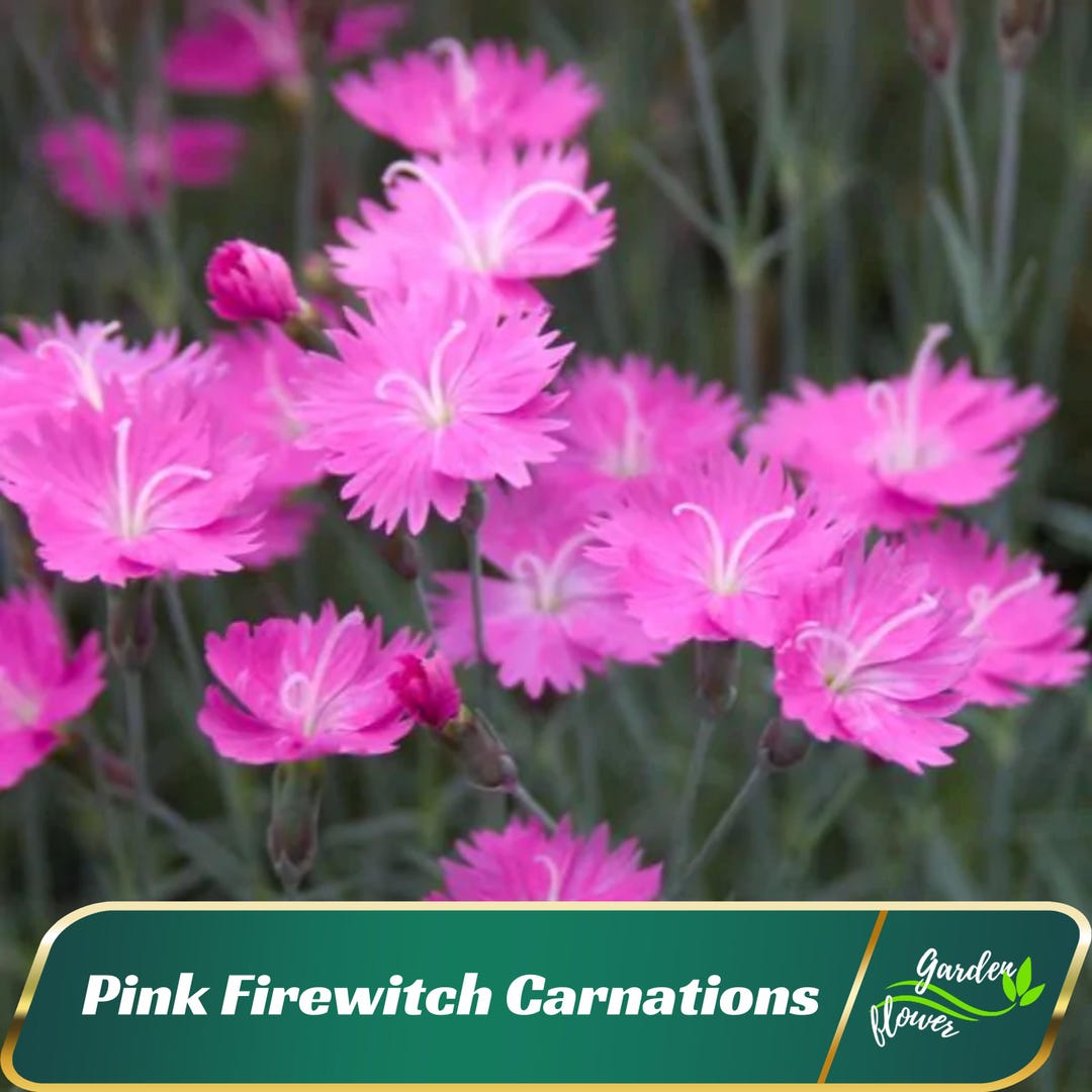 Pink Firewitch Carnations - Dianthus - Authentic Seeds - Cold Resistant - Drought Tolerant ...