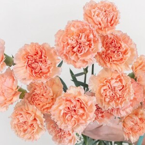 Peach Carnations - Dianthus - Authentic Seeds - Cold Resistant ...