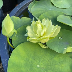 Prairie Star Mini Lotus Seeds | Rare Indian Lotus (nelumbo Nucifera) - Etsy