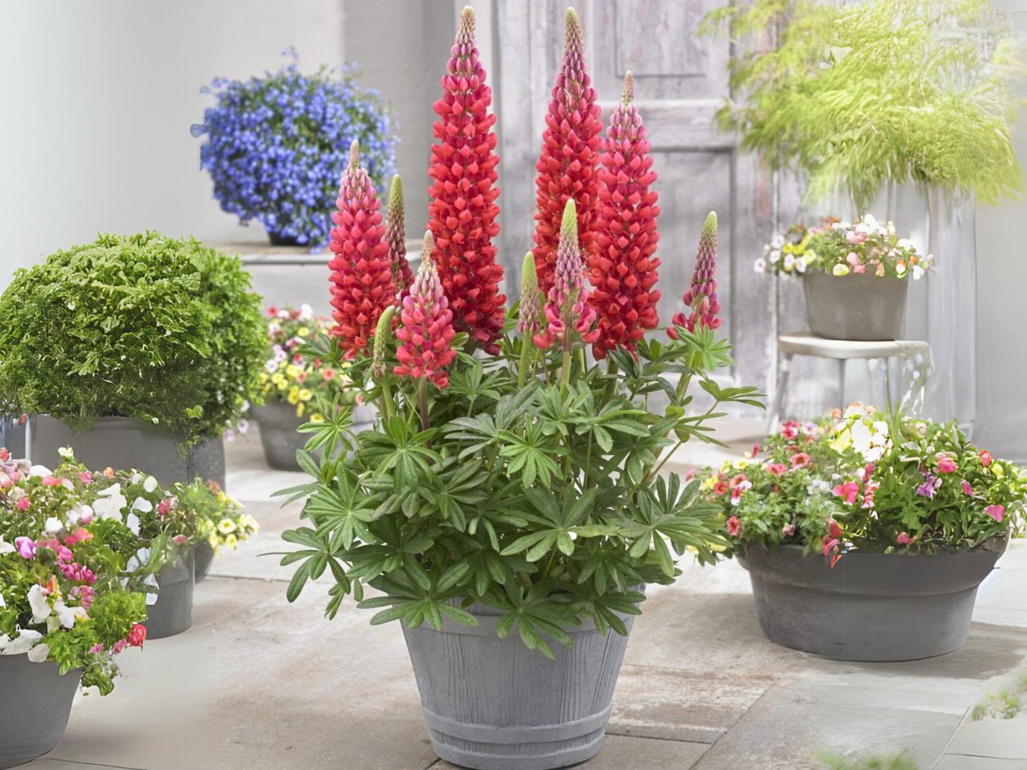 Lupinus ‘beefeater’ (lupine) - Authentic Seeds ~ GMO Free ~ Seeds ...