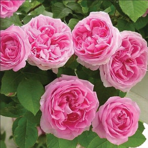 30 Rare Seeds Pink Climbing Rose Seeds Perennial Authentic Seeds Rose ...