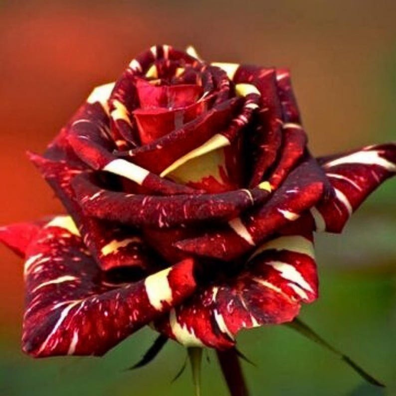 30+ Rare Seeds |meteor Shower Rose Seeds - Perennial - Authentic Seeds ...