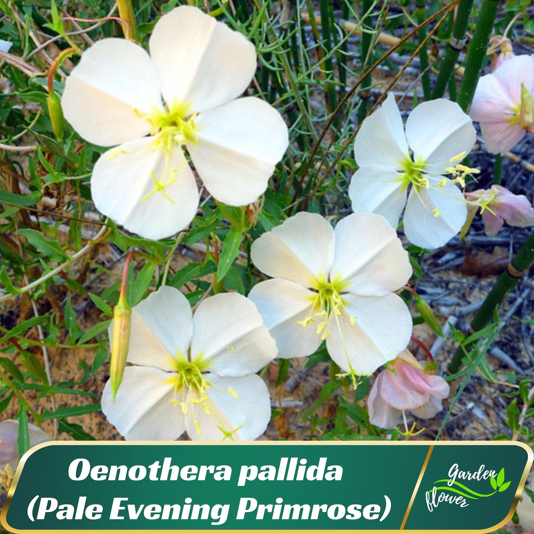 Oenothera Pallida (pale Evening Primrose) - Authentic Seeds ~ GMO Free ...