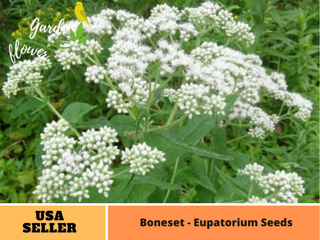 105 Seeds Boneset Eupatorium Seeds Authentic Seeds Perennial Cold ...