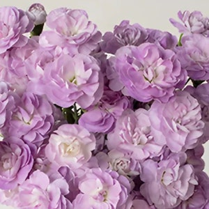 Moonberry Light Purple Mini Carnation - Authentic Seeds - Cold ...