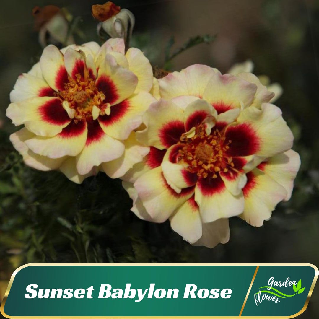 25+ Rare Seeds| Sunset Babylon Rose Seeds - Perennial - Authentic ...