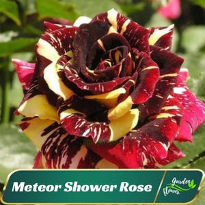 30+ Rare Seeds | Meteor Shower Rose Seeds - Perennial - Rose Flower ...