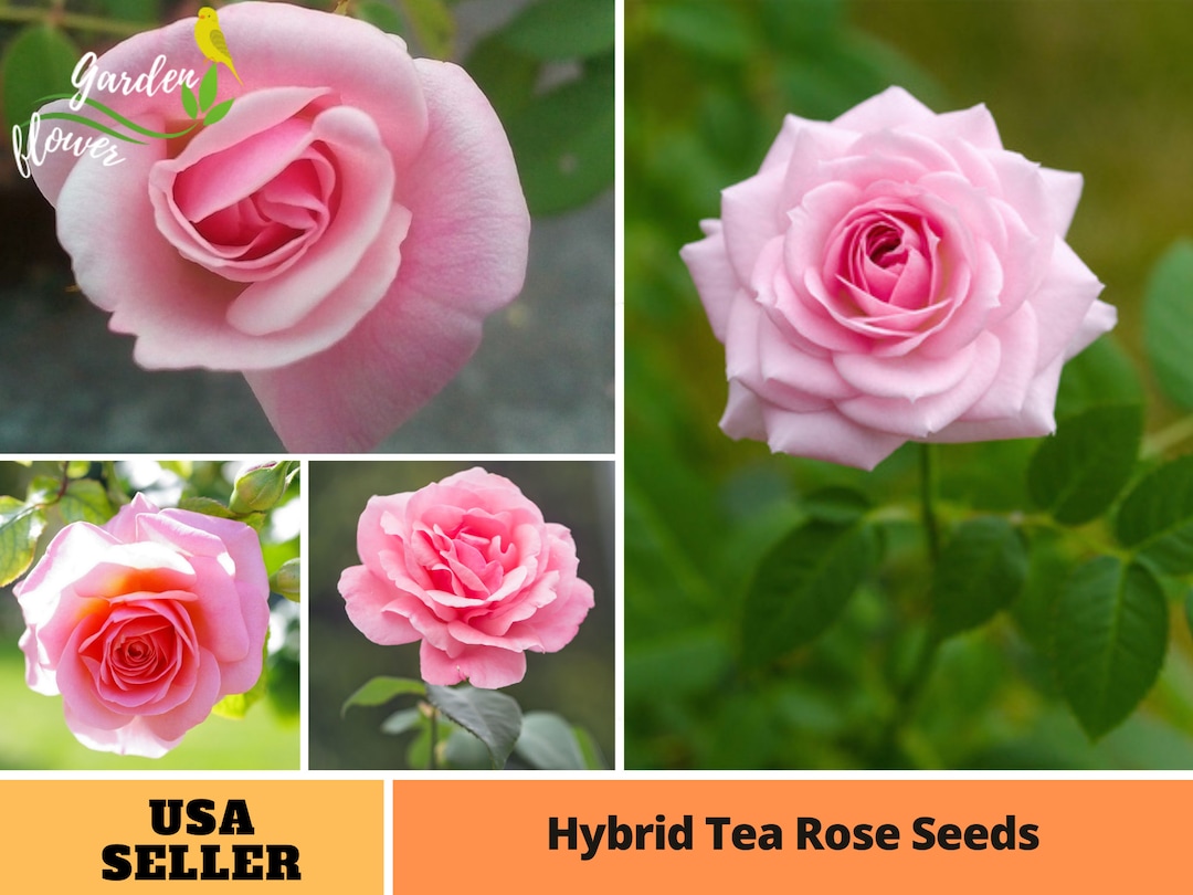 25 Rare Seeds Pink Rose Seeds Perennial authentic Seeds-flowers organic ...