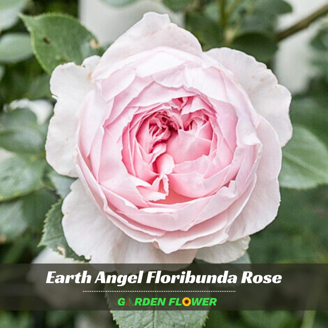 30 Pink Earth Angel Floribunda Rose Seeds - Perennial - Authentic Seeds ...
