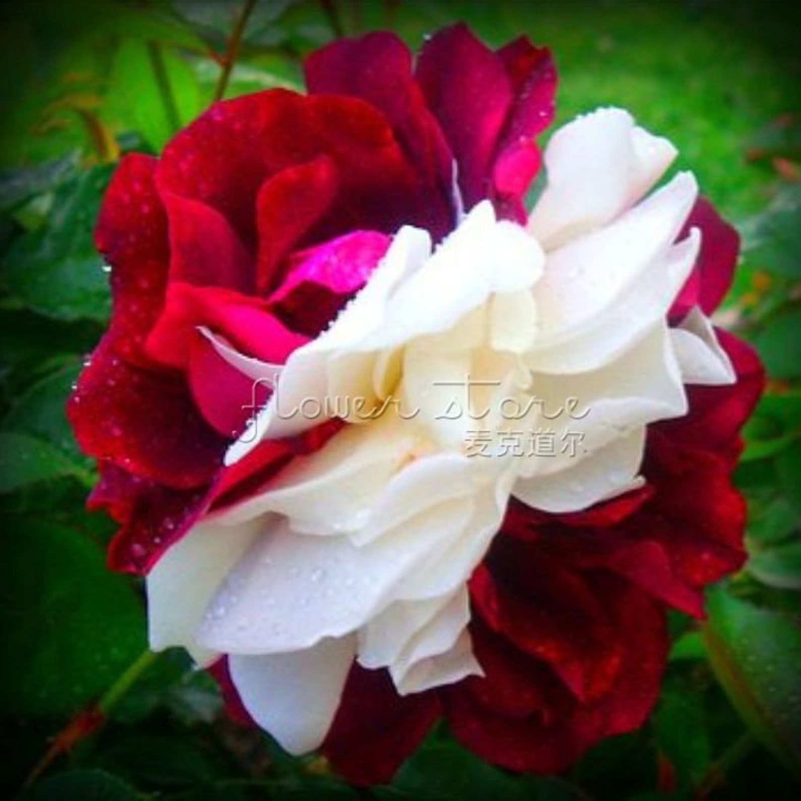 25 Rare Seed Zampa Dust Rose Seeds Perennial authentic - Etsy