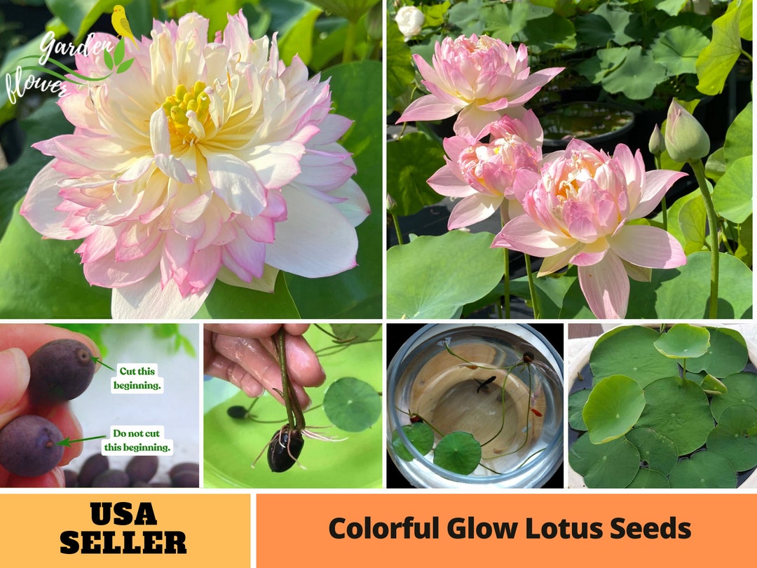 5 Rare Seeds Colorful Glow Lotus Seeds Indian Lotus nelumbo Nucifera ...