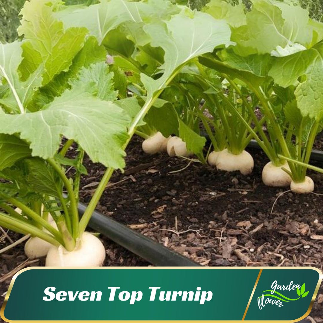Seven Top Turnip Seeds - Perennial - Authentic Seeds - Edible - Organic ...