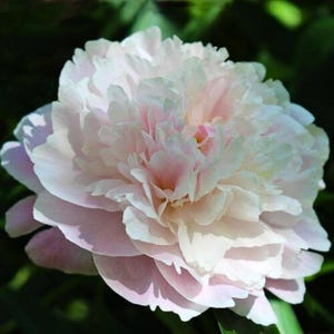 10+ Rare Seeds| Moon River Peony Seeds - Perennial - Authentic Seeds ...
