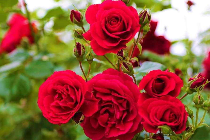 25 Rare Seed Red Rose Seeds-perennial authentic - Etsy