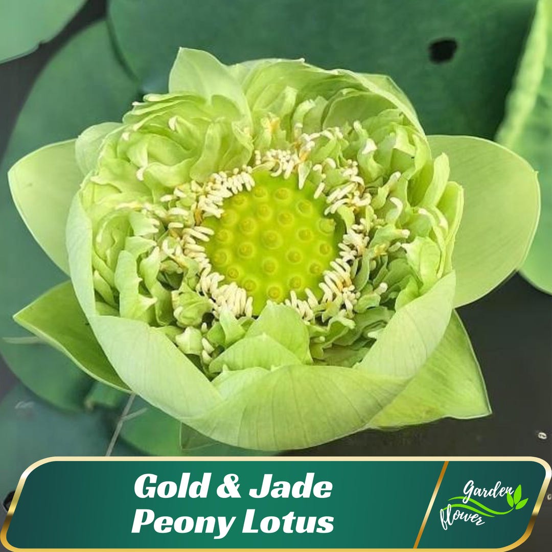 5+ Rare Seeds| Gold &jade Peony Lotus Seeds - Indian Lotus (nelumbo ...