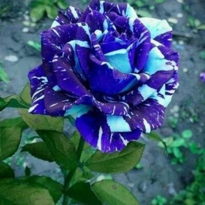 30+ Rare Seed| Blue Dragon Rose Seeds - Perennial - Authentic Seeds ...
