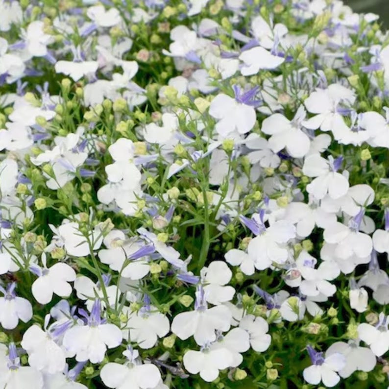 Regatta White Lobelia Erinus Seeds- Flowering-fast Growing- Open ...