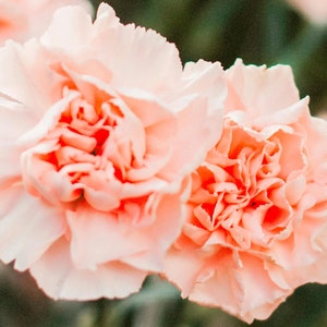 Peach Carnations - Dianthus - Authentic Seeds - Cold Resistant ...