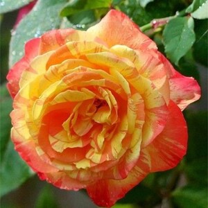 25 Rare Seeds Orange Intuition Rose Seeds-perennial authentic Seeds ...