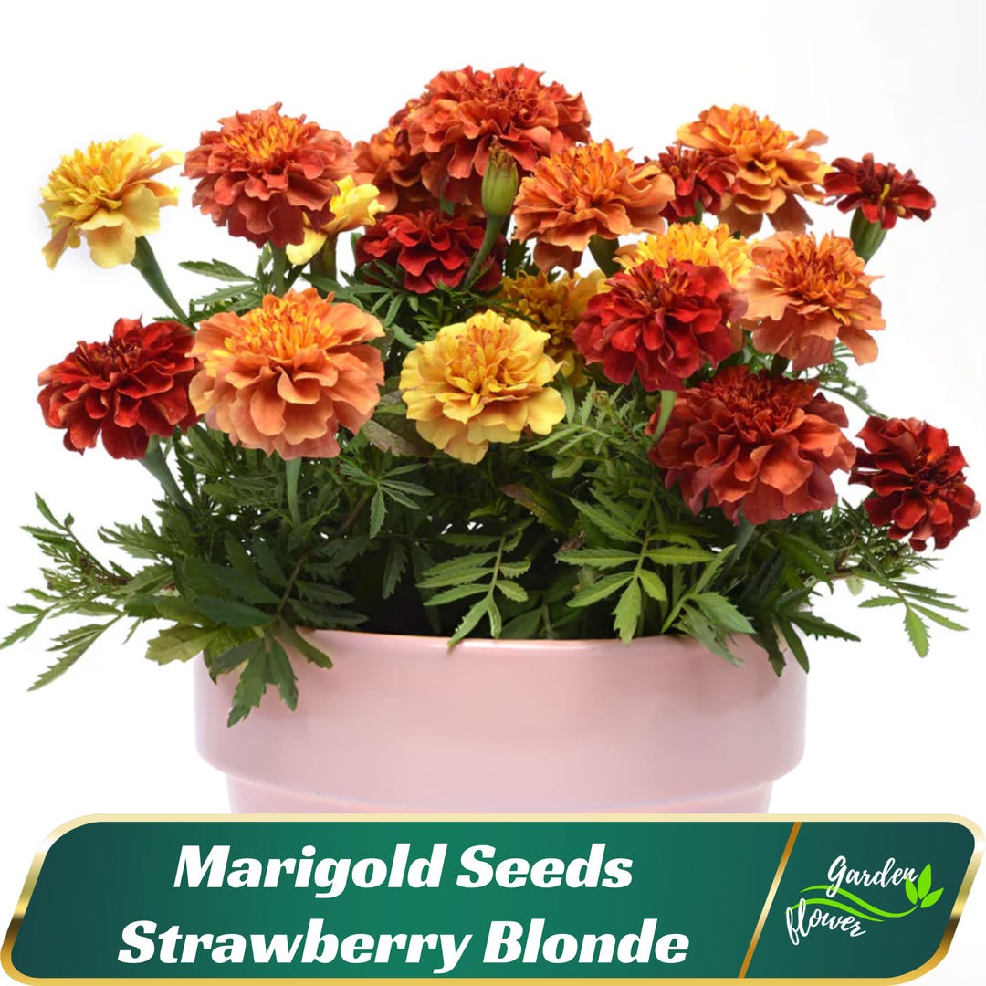 Marigold Seeds Strawberry Blonde Seeds - Open-pollinating -potted ...