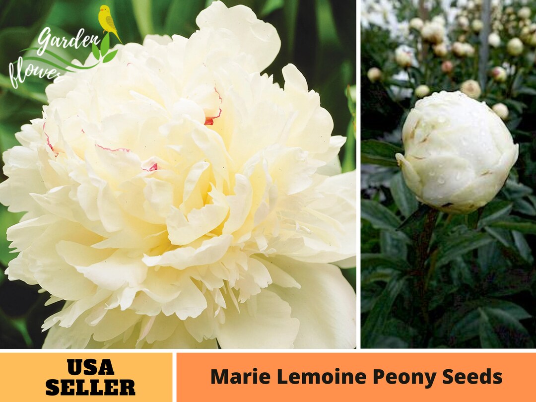 10 Rare Seeds Marie Lemoine Peony Seeds-perennial authentic Seeds ...