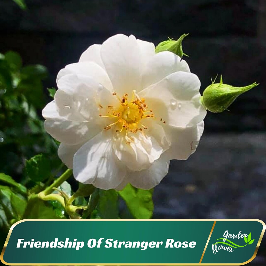 30+ Rare Seeds| Friendship of Stranger Rose Seeds- Perennial ...