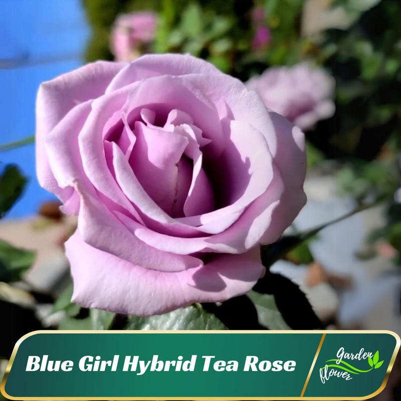 Blue Rose Plants - Etsy
