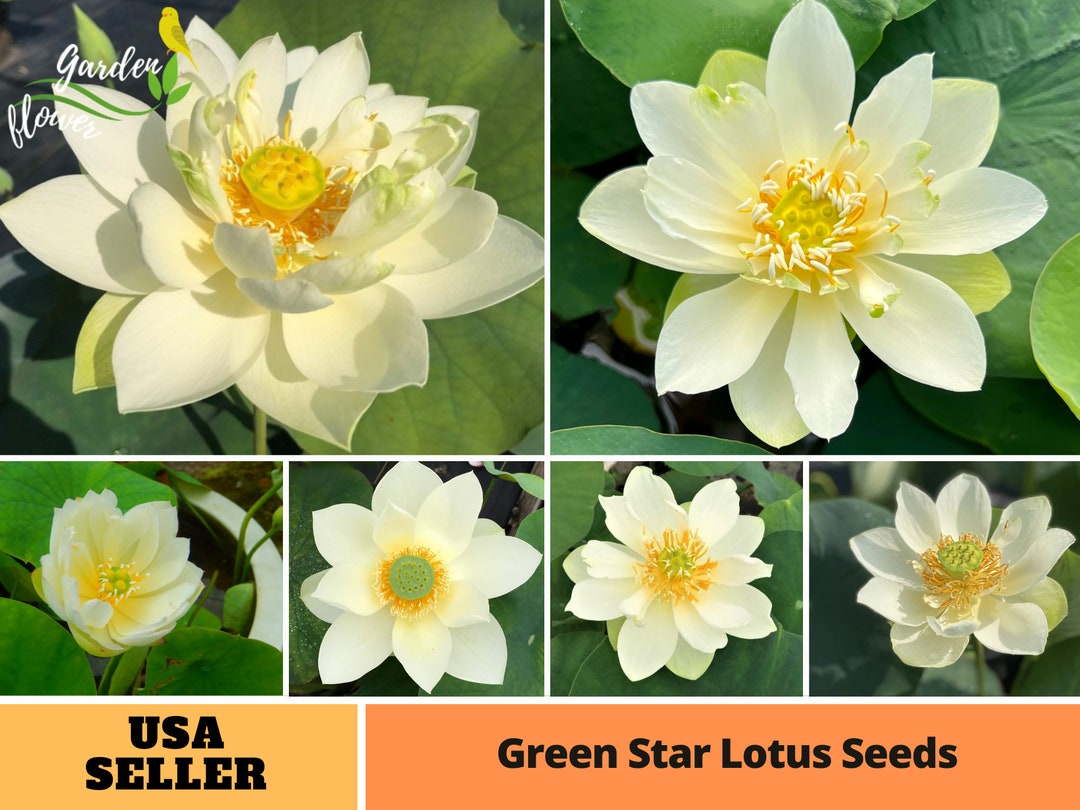 5 Green Star Lotus Seeds Indian Lotus nelumbo Nucifera Seeds Flower ...