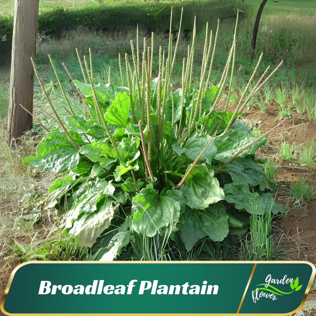 Broadleaf Plantain Seeds - Perennial - Authentic Seeds - Organic - Fast ...