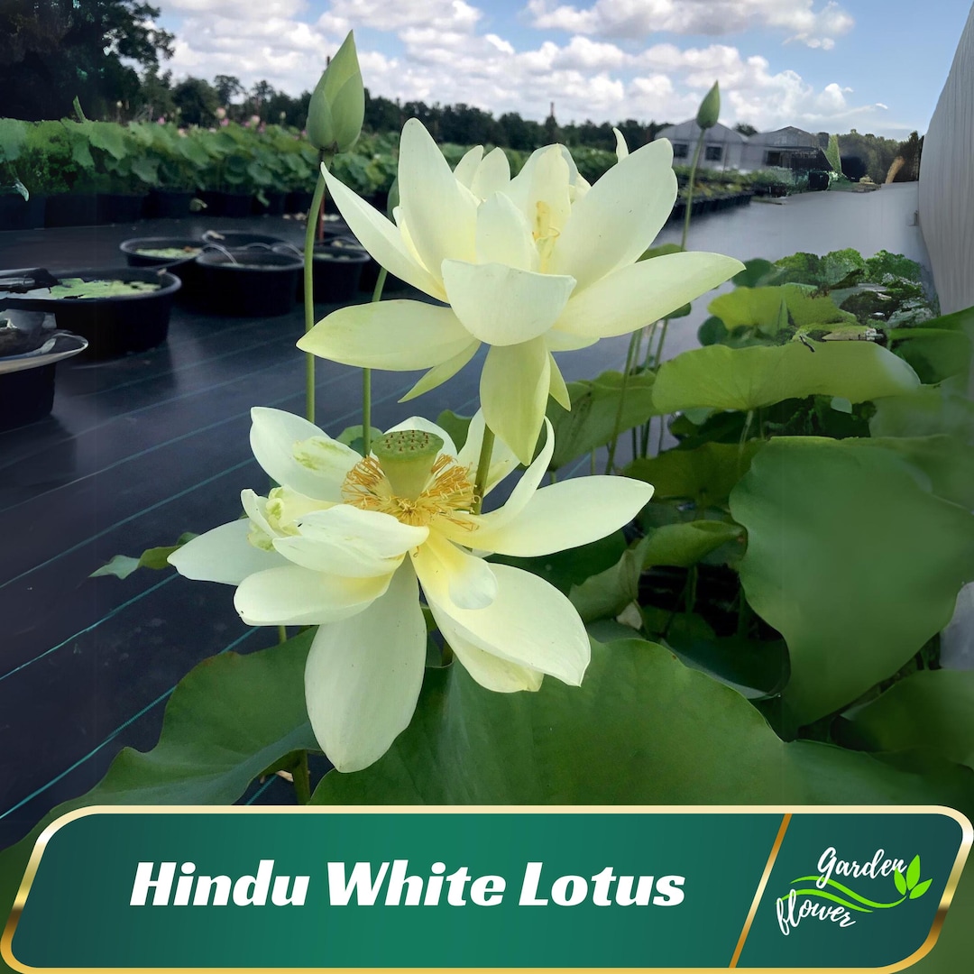 5 Hindu White Lotus Seeds - Indian Lotus (nelumbo Nucifera) - Perennial ...