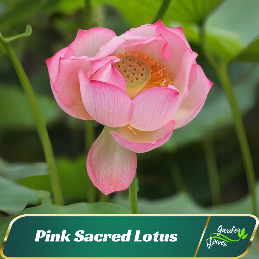 5 Pink Sacred Lotus Seeds - Indian Lotus (nelumbo Nucifera) - Perennial ...