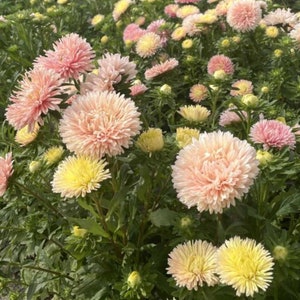 King Size Apricot - Aster Seeds - Cold Resistant - Open-pollinating ...
