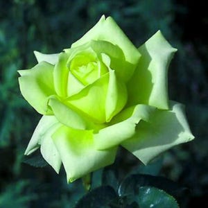25+ Rare Seed | Bright Green Rose Seeds - Perennial - Authentic Seeds ...