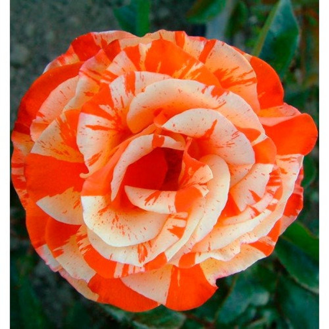 25 Rare Seeds Orange Intuition Rose Seeds-perennial - Etsy
