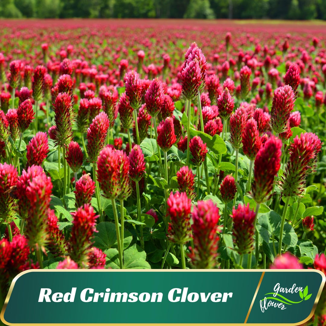 Red Clover Seeds - Perennial - Authentic Seeds - Air Purifying ...